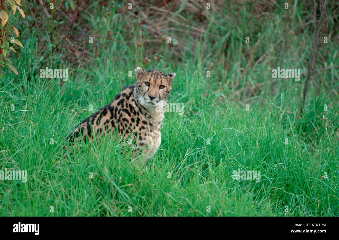 Mammal cheetah king hi-res stock photography and images - Alamy