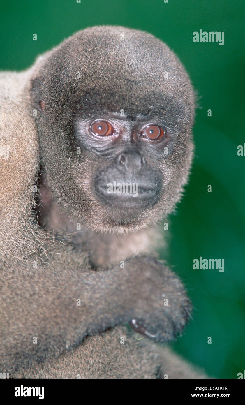 Grey Woolly Monkey / Common Woolly Monkey Stock Photo - Alamy