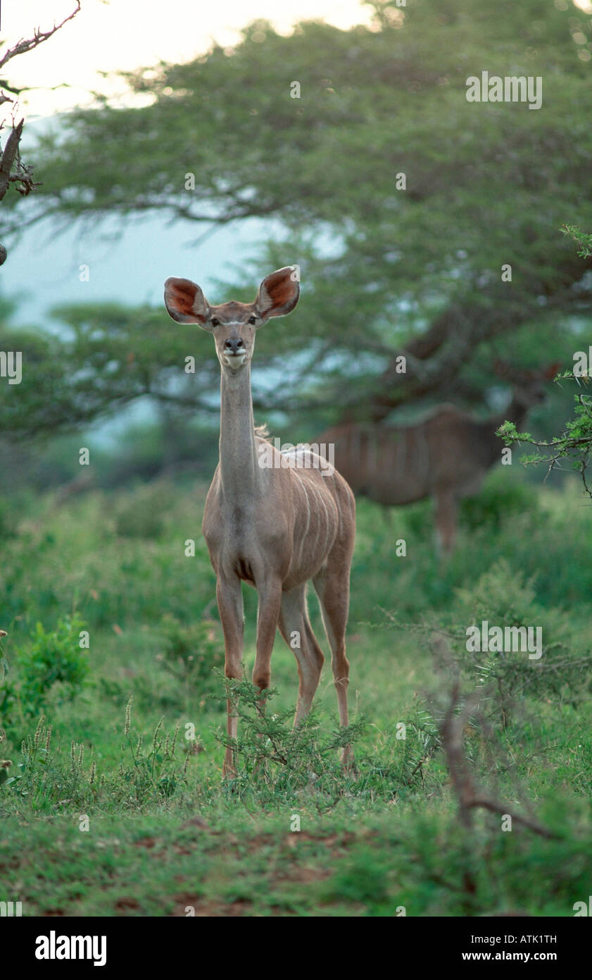 Mkuzi game reserve hi-res stock photography and images - Alamy
