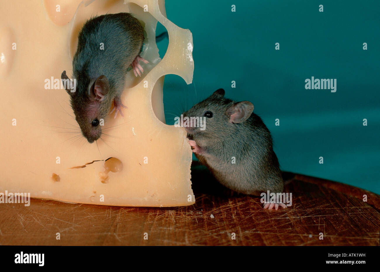 Mus musculus cheese hi-res stock photography and images - Alamy