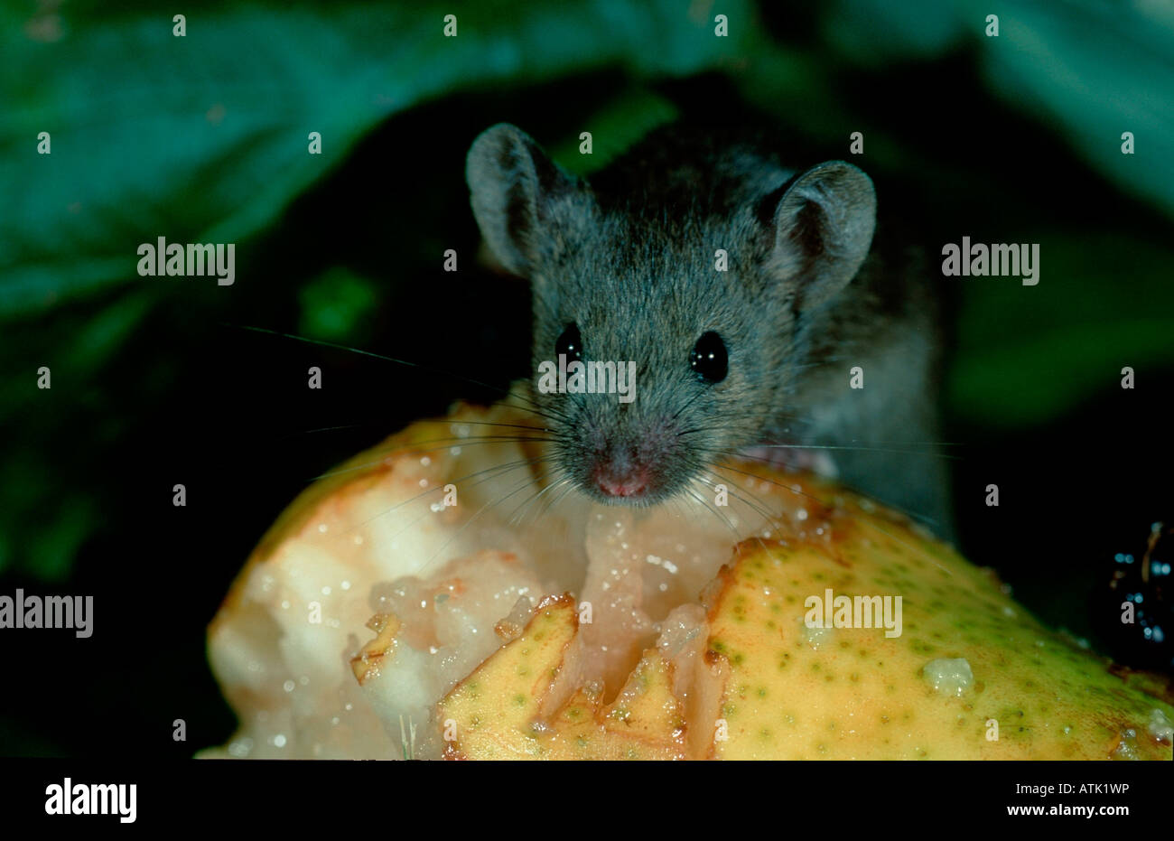 Mouse pear hi-res stock photography and images - Alamy