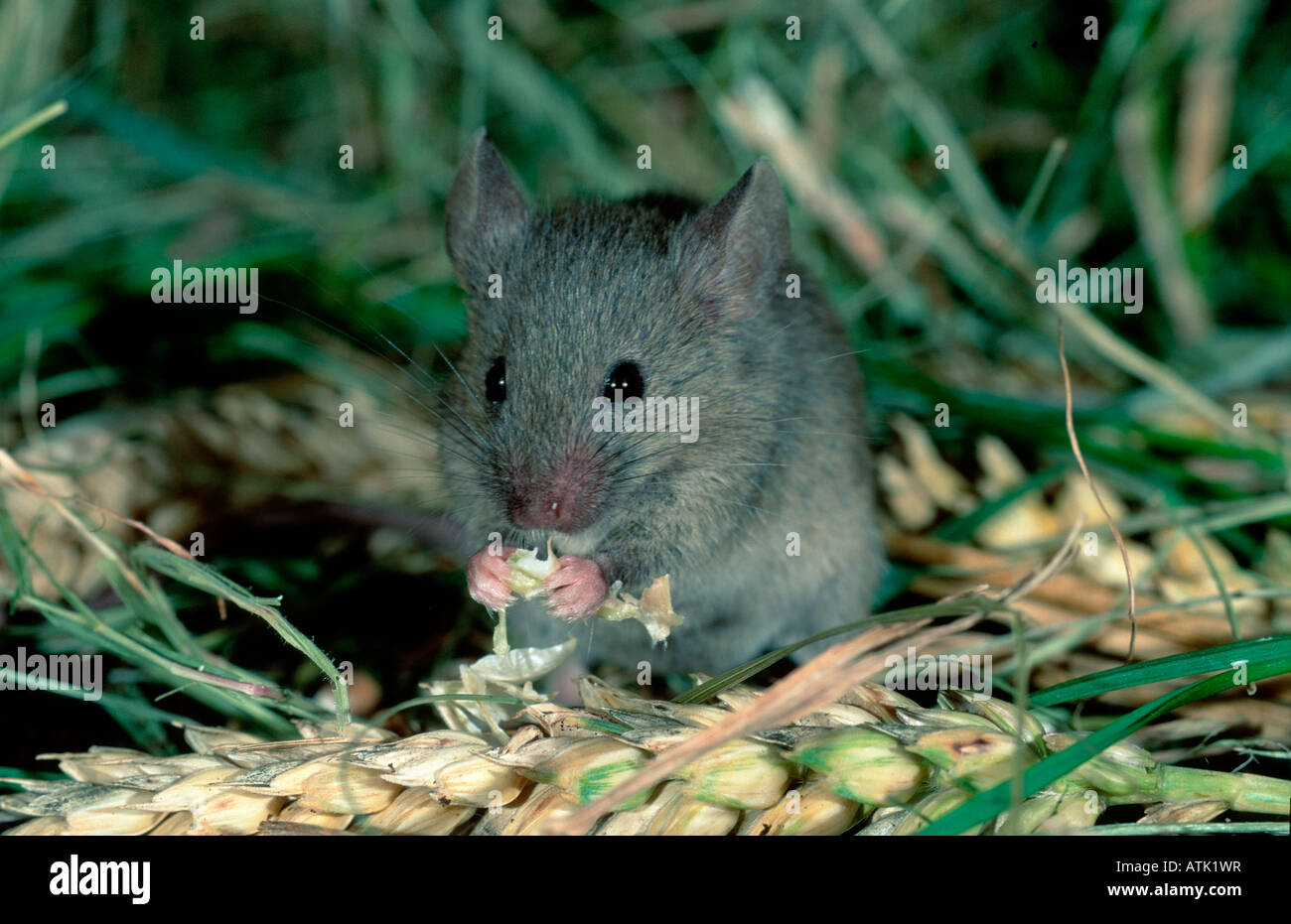 House mouse mus musculus sitting hi-res stock photography and images ...
