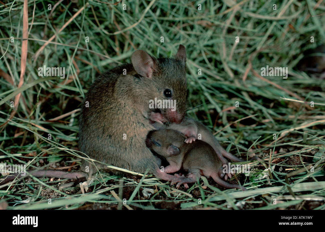 Juvenile house mice hi-res stock photography and images - Alamy