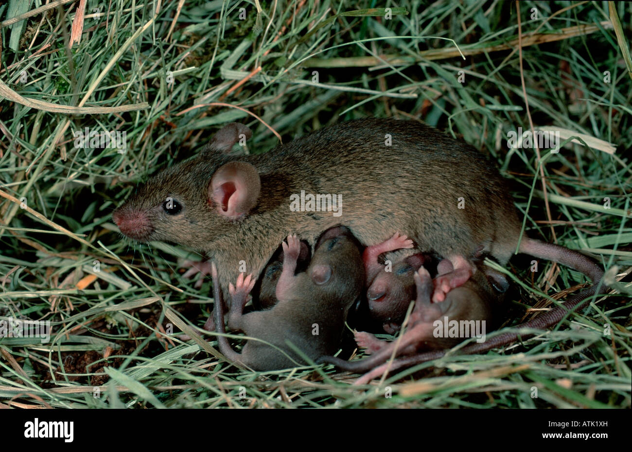 Juvenile house mouse hi-res stock photography and images - Alamy