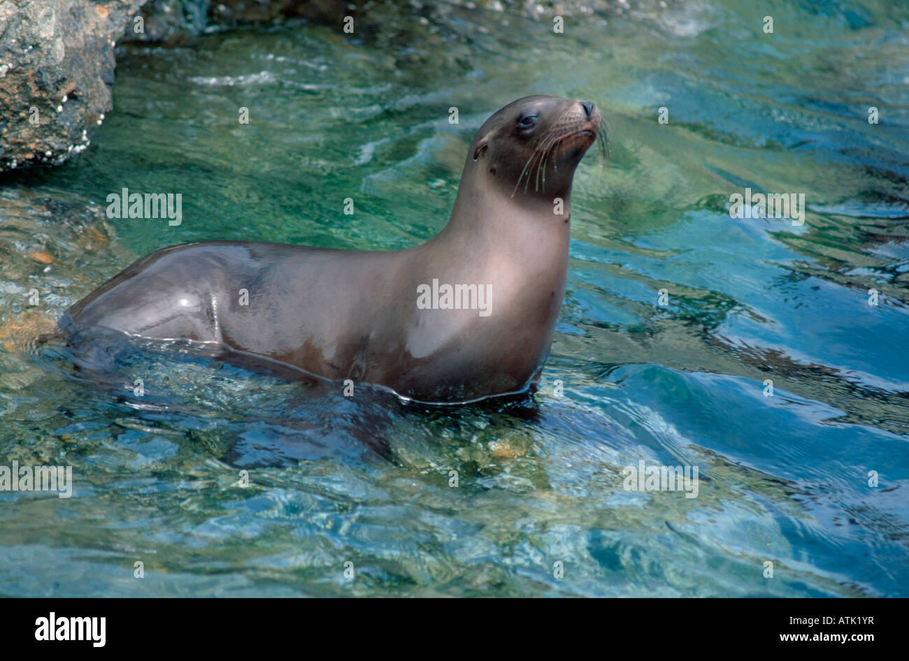 Californian Sea Lion Stock Photo - Alamy