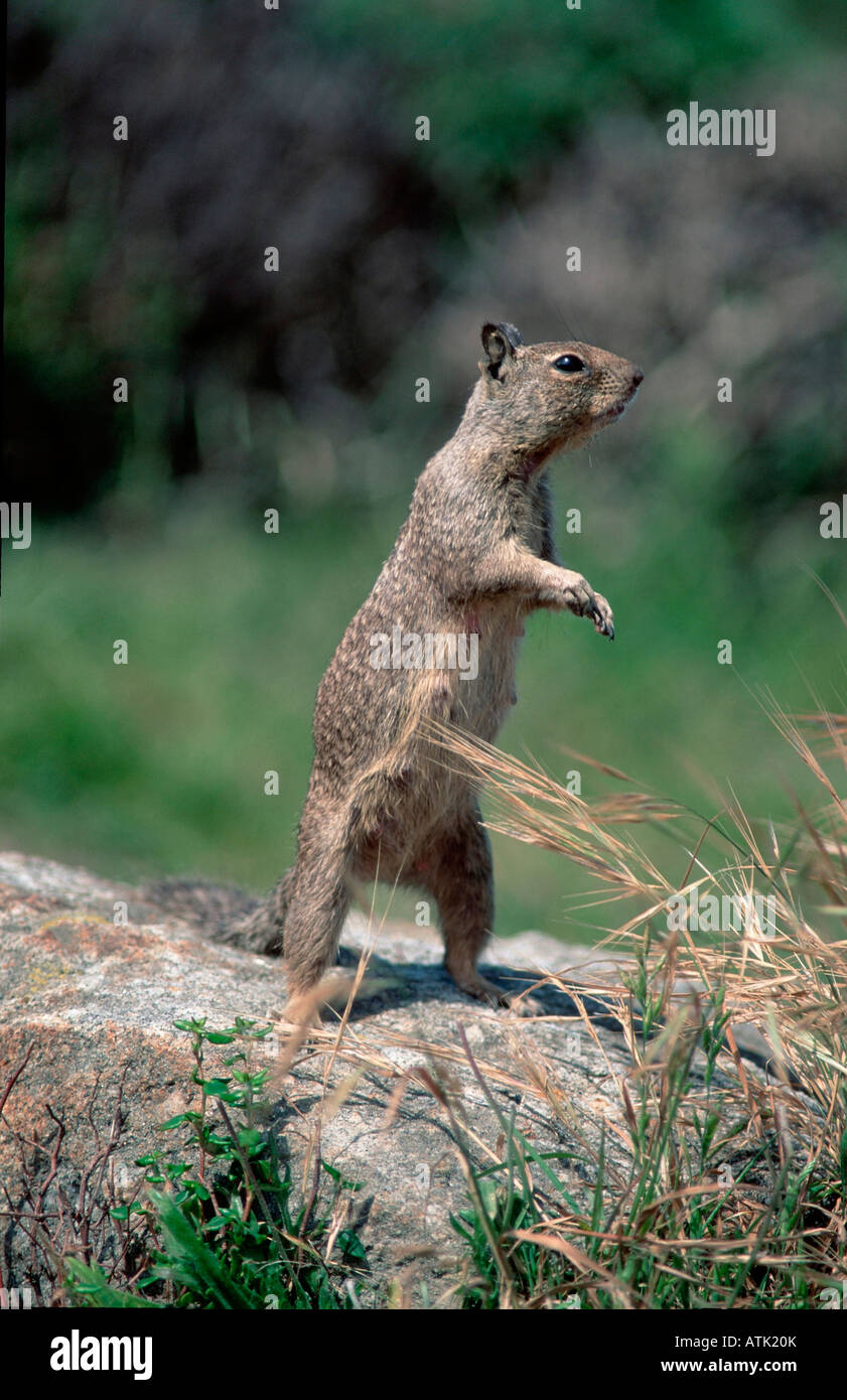 California Ground Squirrel Stock Photo - Alamy