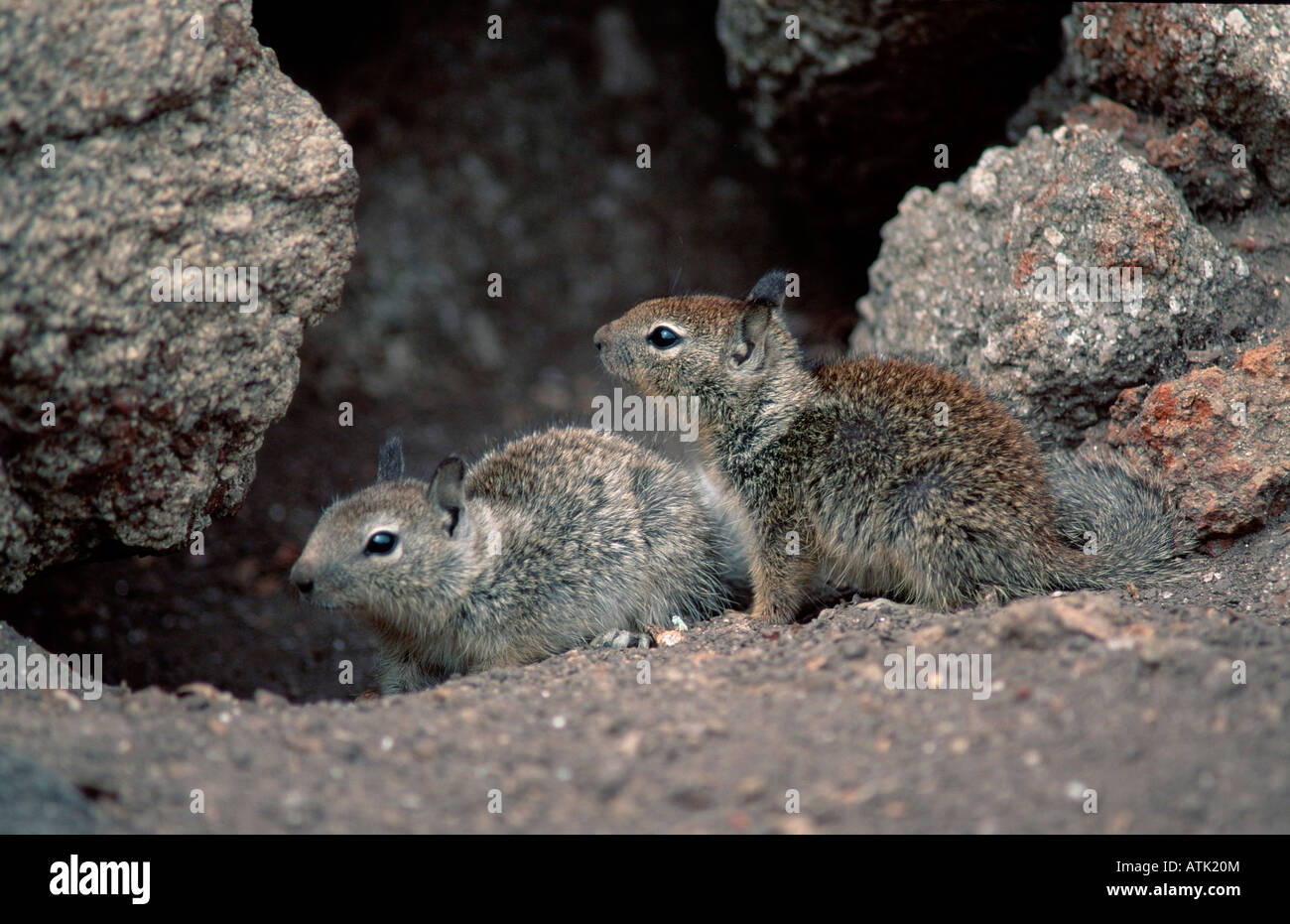 Californian ground squirrel hi-res stock photography and images - Alamy