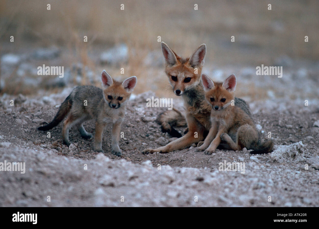 Female cape fox hi-res stock photography and images - Alamy