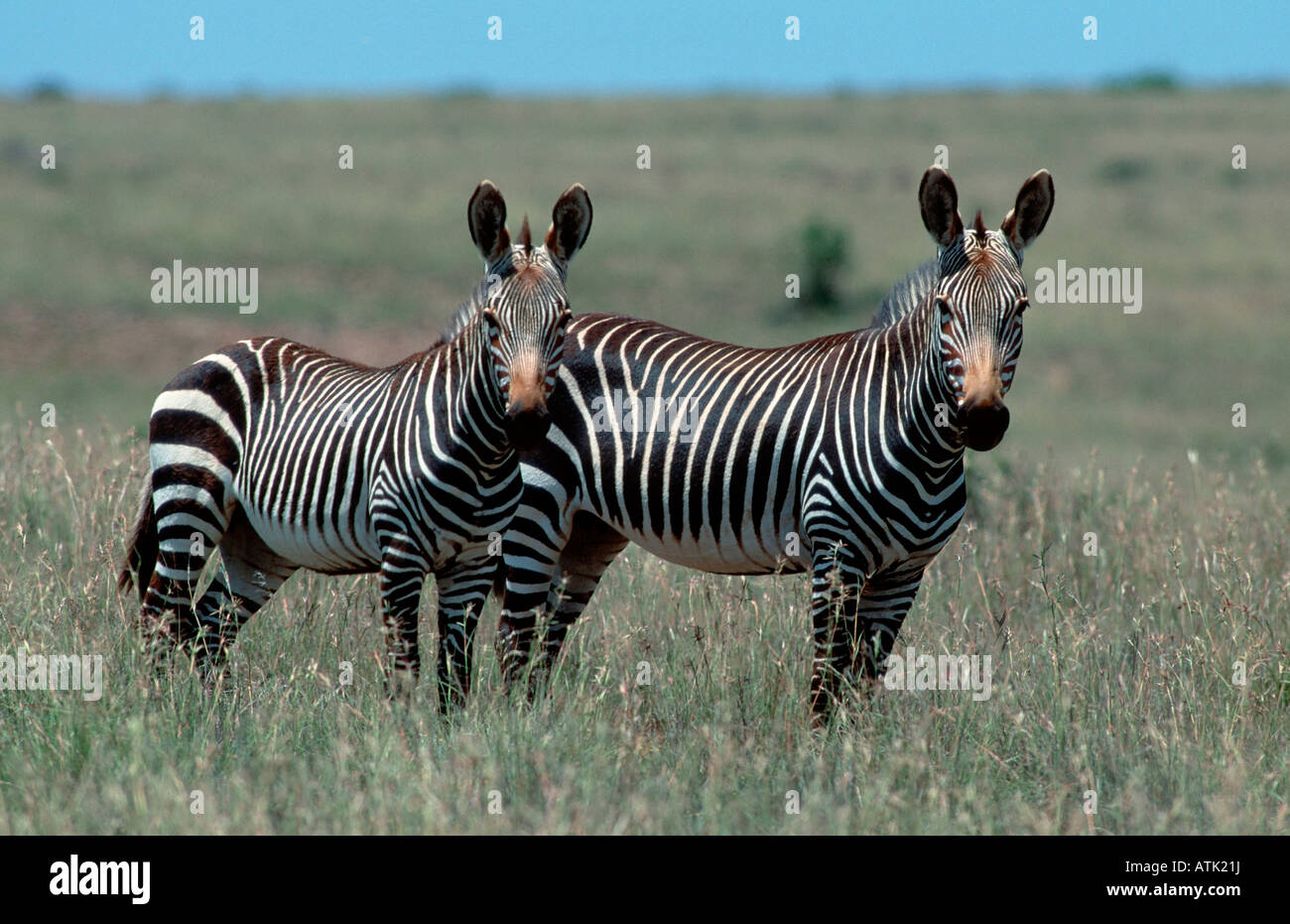 The cape mountain zebra equus zebra zebra two hi-res stock photography ...