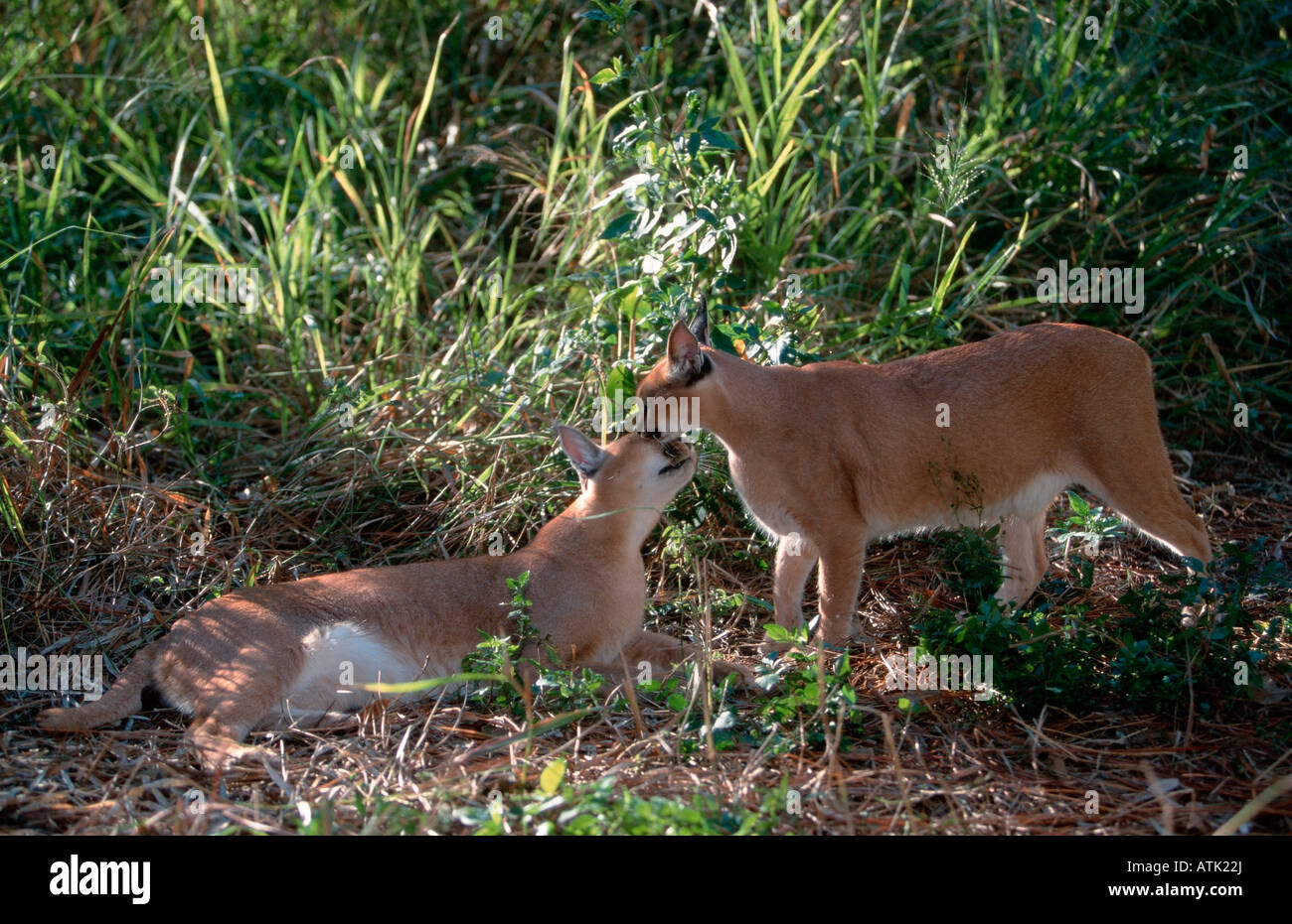 Caracal standing hi-res stock photography and images - Alamy