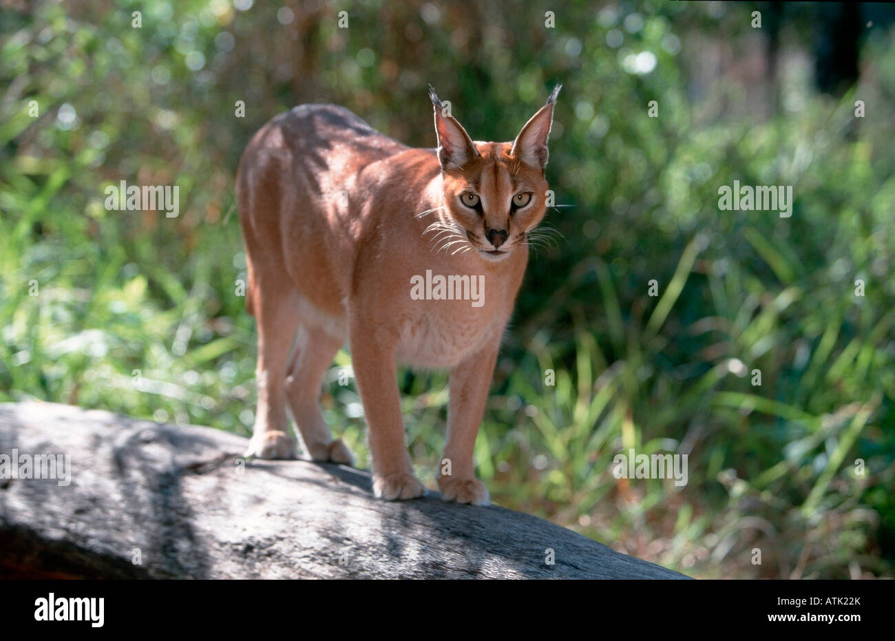 Caracal standing hi-res stock photography and images - Alamy