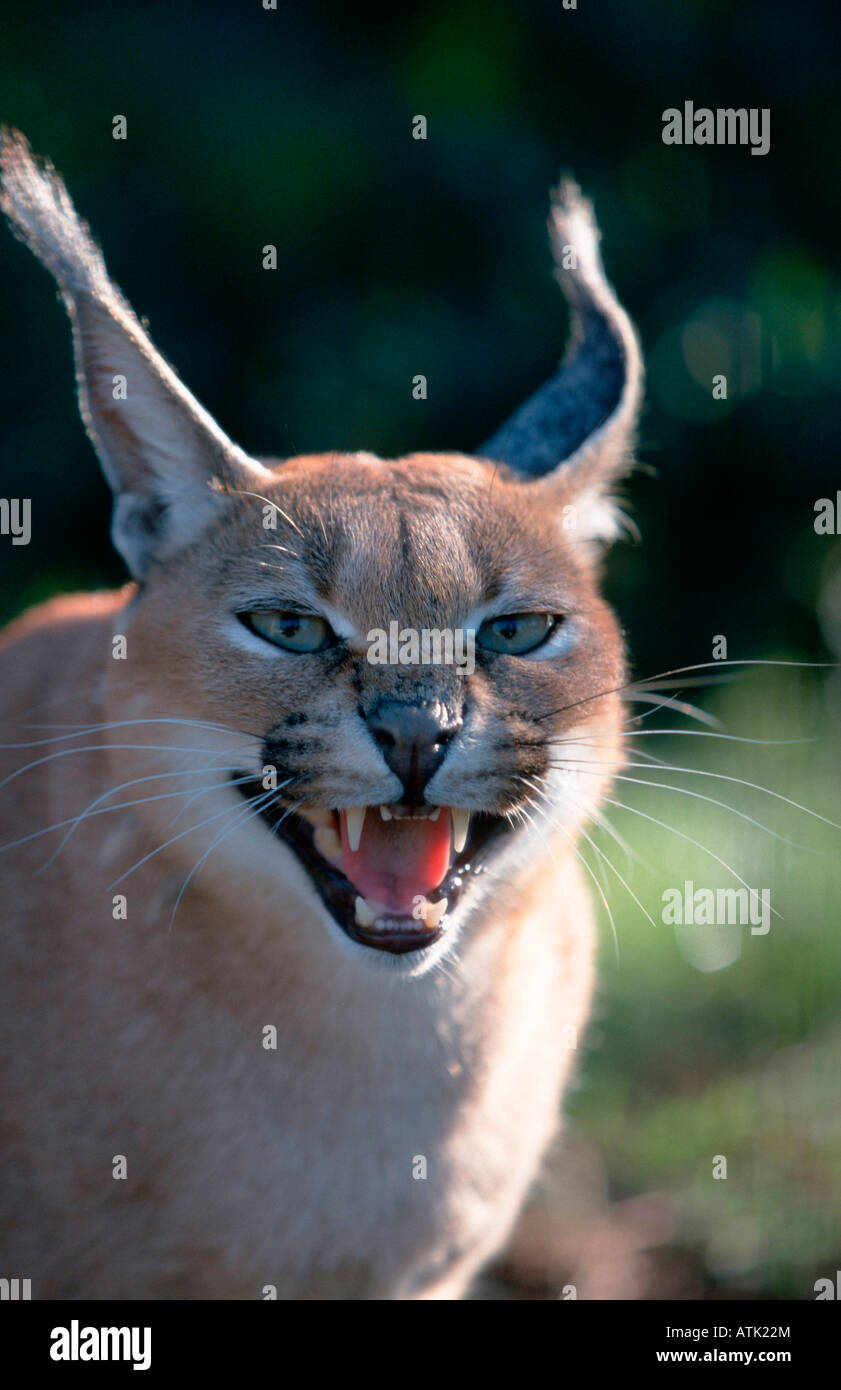 Hissing caracal hi-res stock photography and images - Alamy