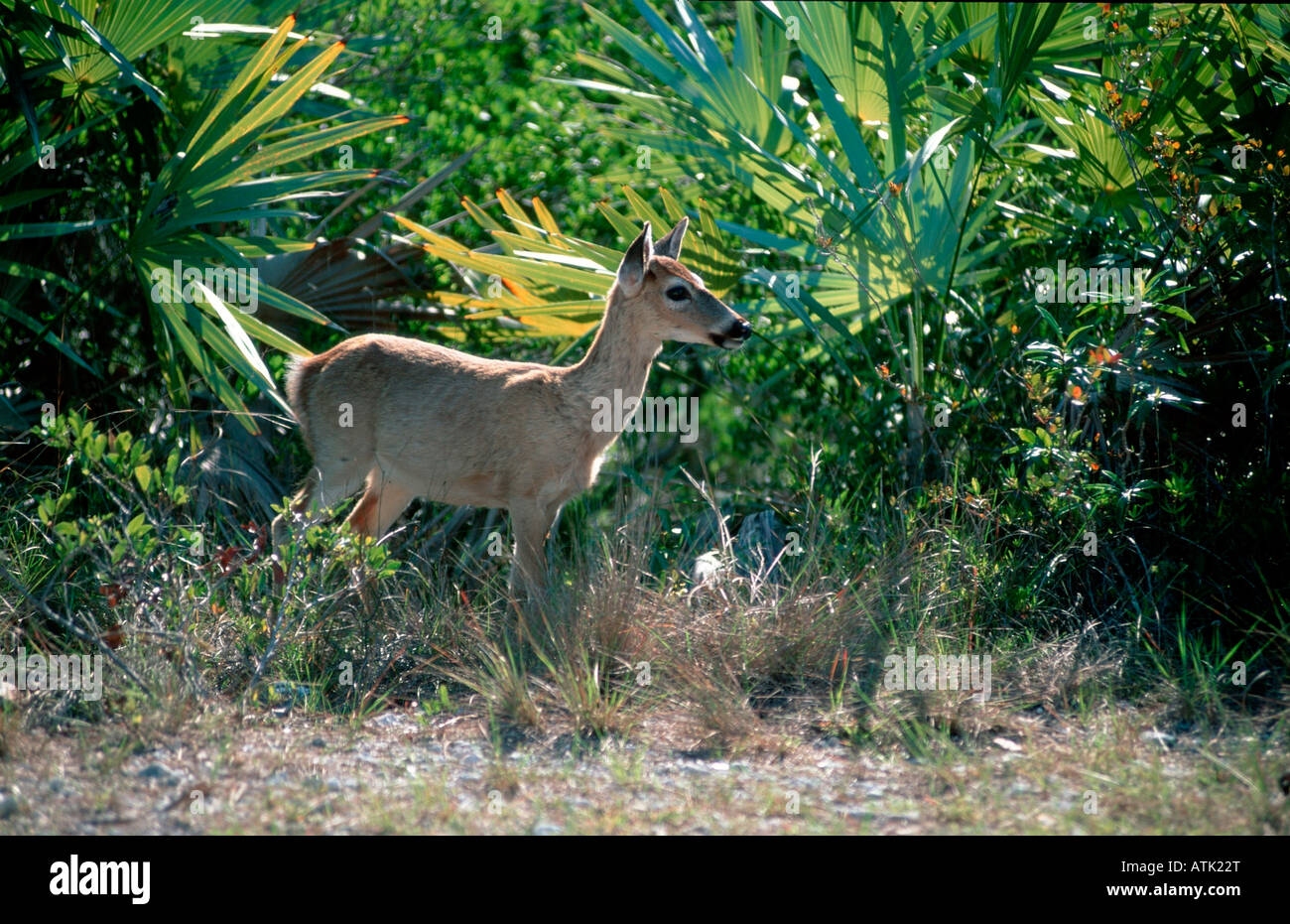 Key Deer / White-tailed Deer Stock Photo - Alamy