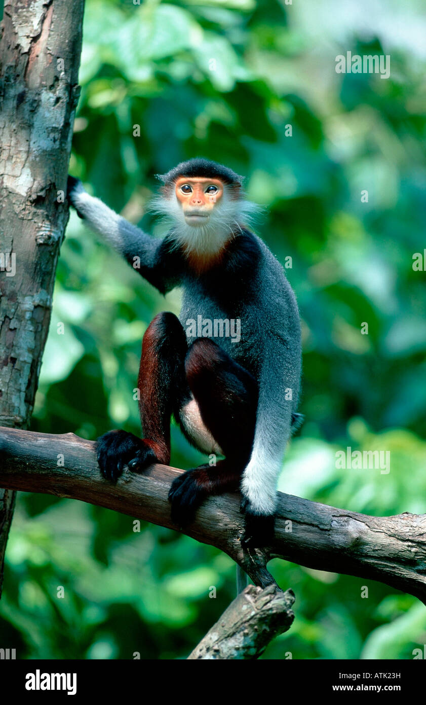 Red-shanked Douc Langur Stock Photo - Alamy