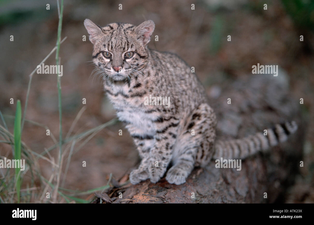 Geoffroys cat hi-res stock photography and images - Alamy