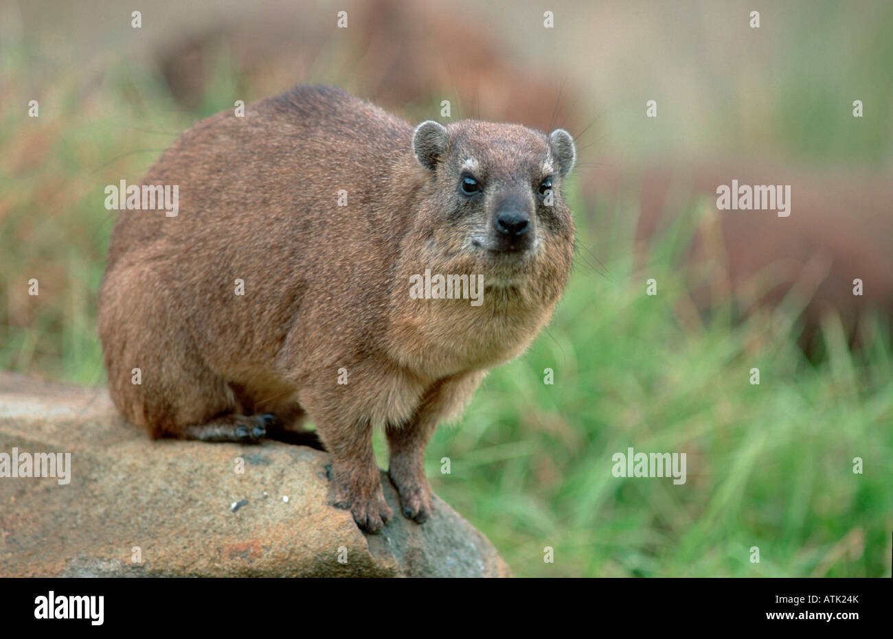 Common Rock Hyrax Stock Photo - Alamy