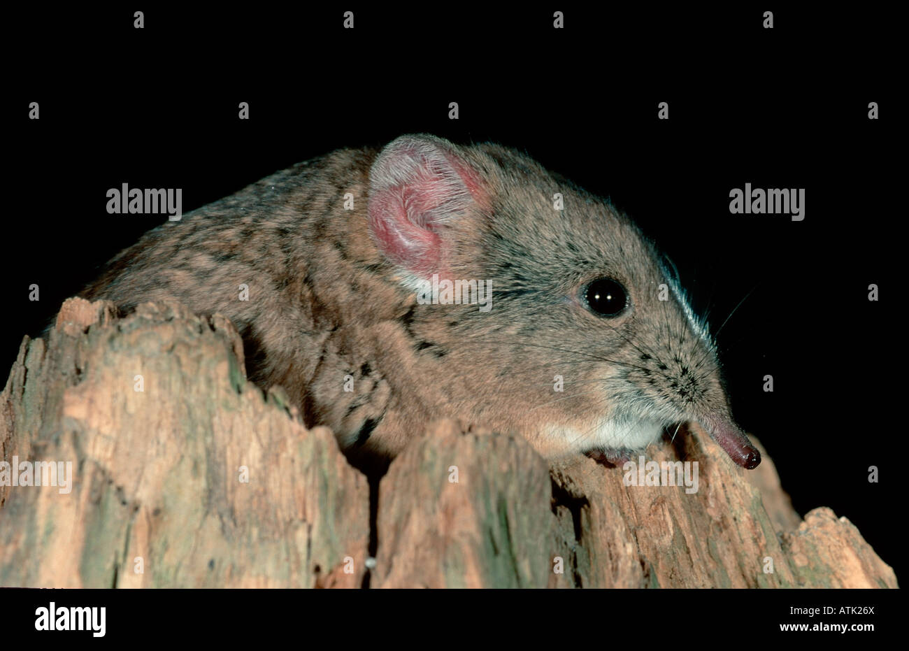 Elephant shrew short eared hi-res stock photography and images - Alamy