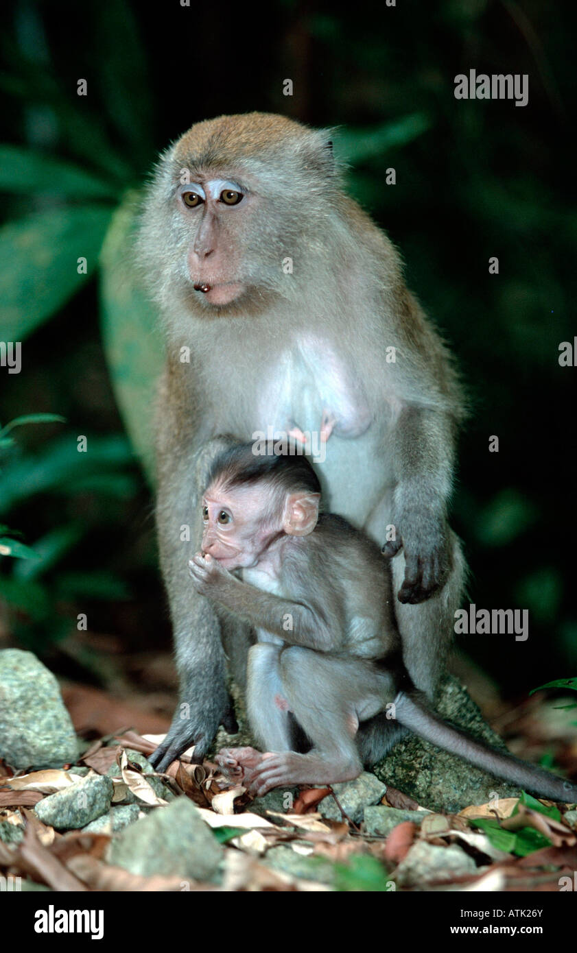Adult female crab eating macaque hi-res stock photography and images ...