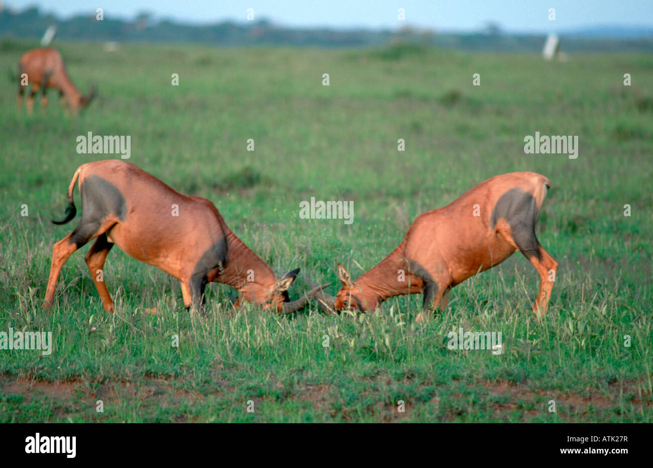 Two male topis hi-res stock photography and images - Alamy