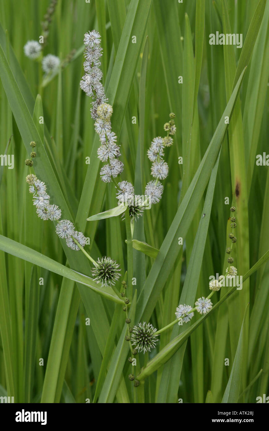 Upright reed hi-res stock photography and images - Alamy