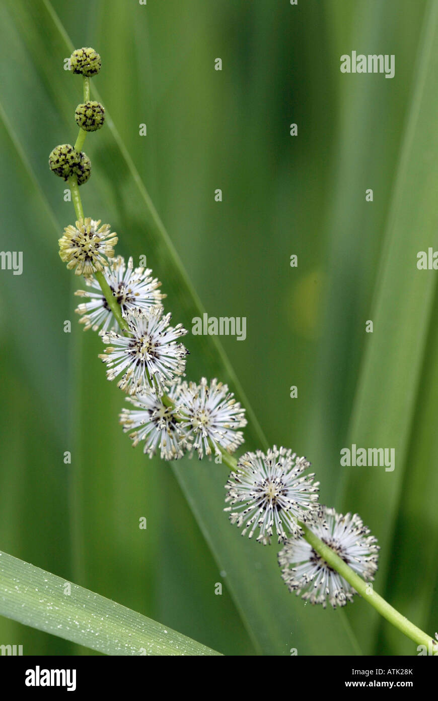 Branched Bur-reed Stock Photo: 16336194 - Alamy