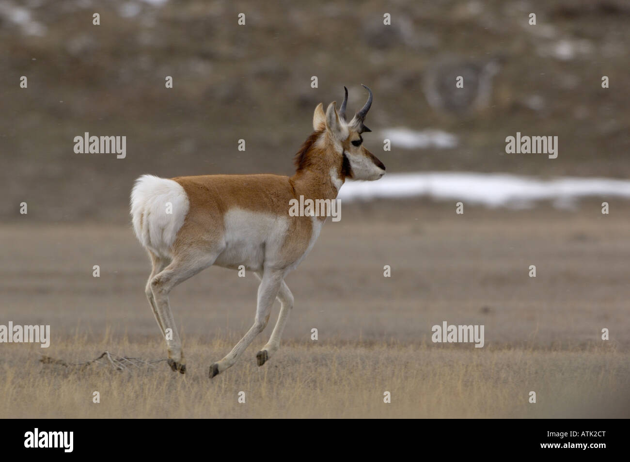 Pronghorn Antelope Antilocapra americana Photographed in Yellowstone ...