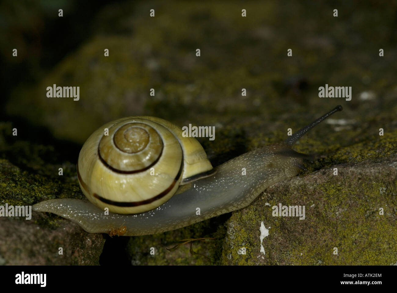 Brown-lipped Snail / Grove Snail Stock Photo - Alamy