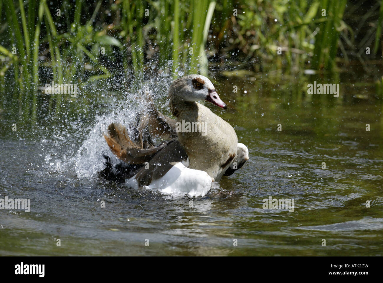Egyptian goose bathing hi-res stock photography and images - Alamy