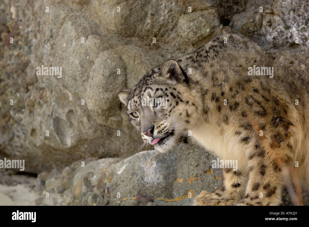 Snow Leopard Panthera uncia Stock Photo - Alamy