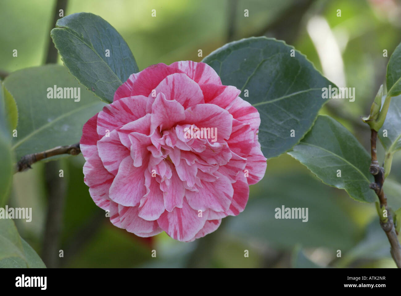 Camellia shrub blossoms hi-res stock photography and images - Alamy
