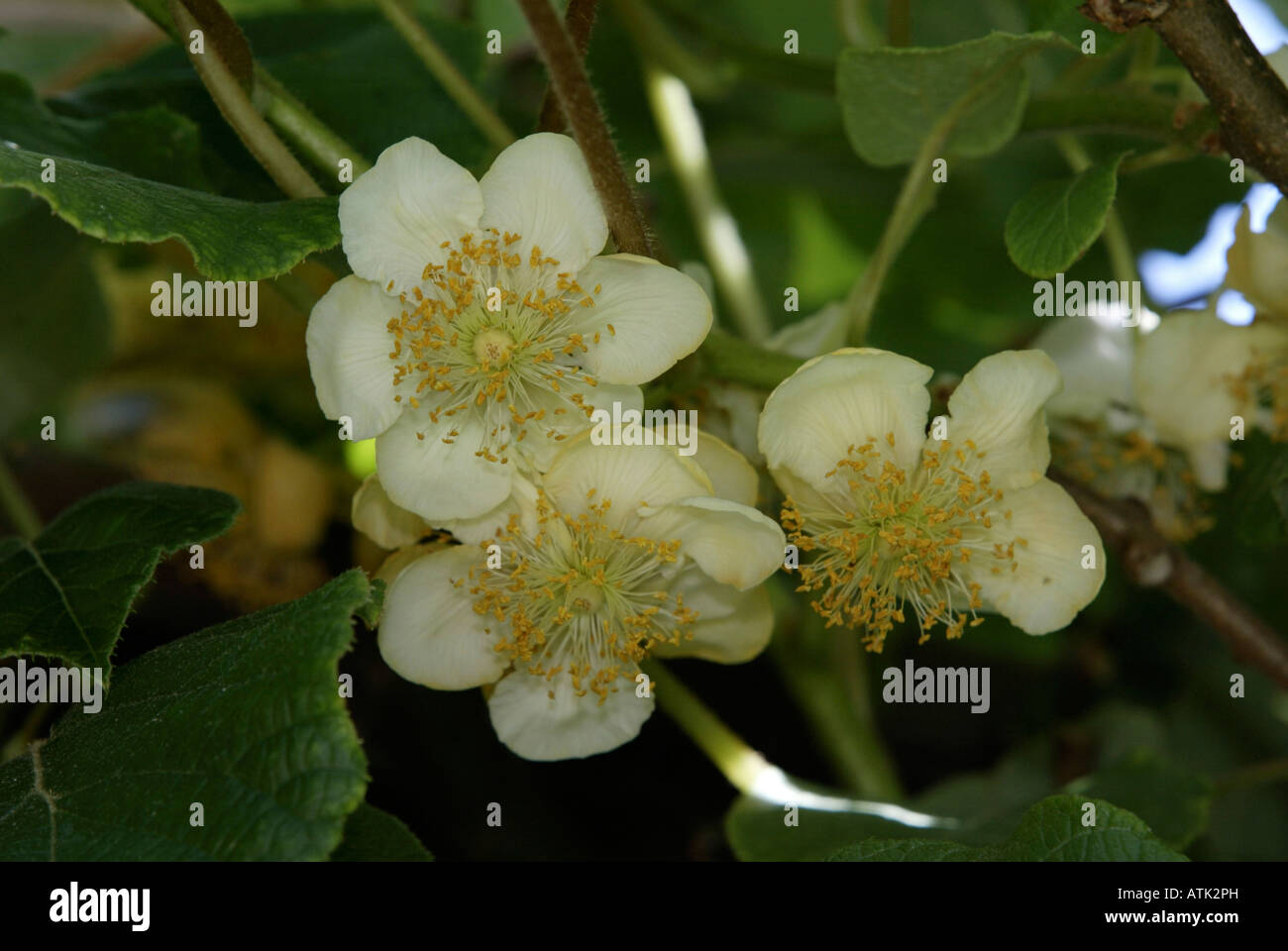 Gooseberry blossoms hi-res stock photography and images - Alamy