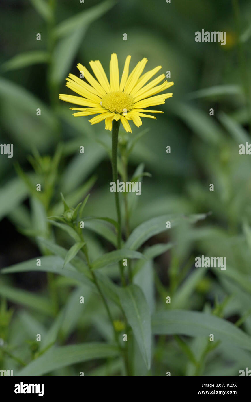 Upright eye hi-res stock photography and images - Alamy