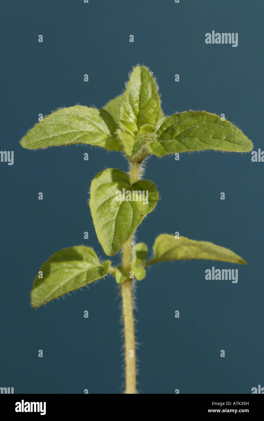 Majoram / Oregano Stock Photo - Alamy