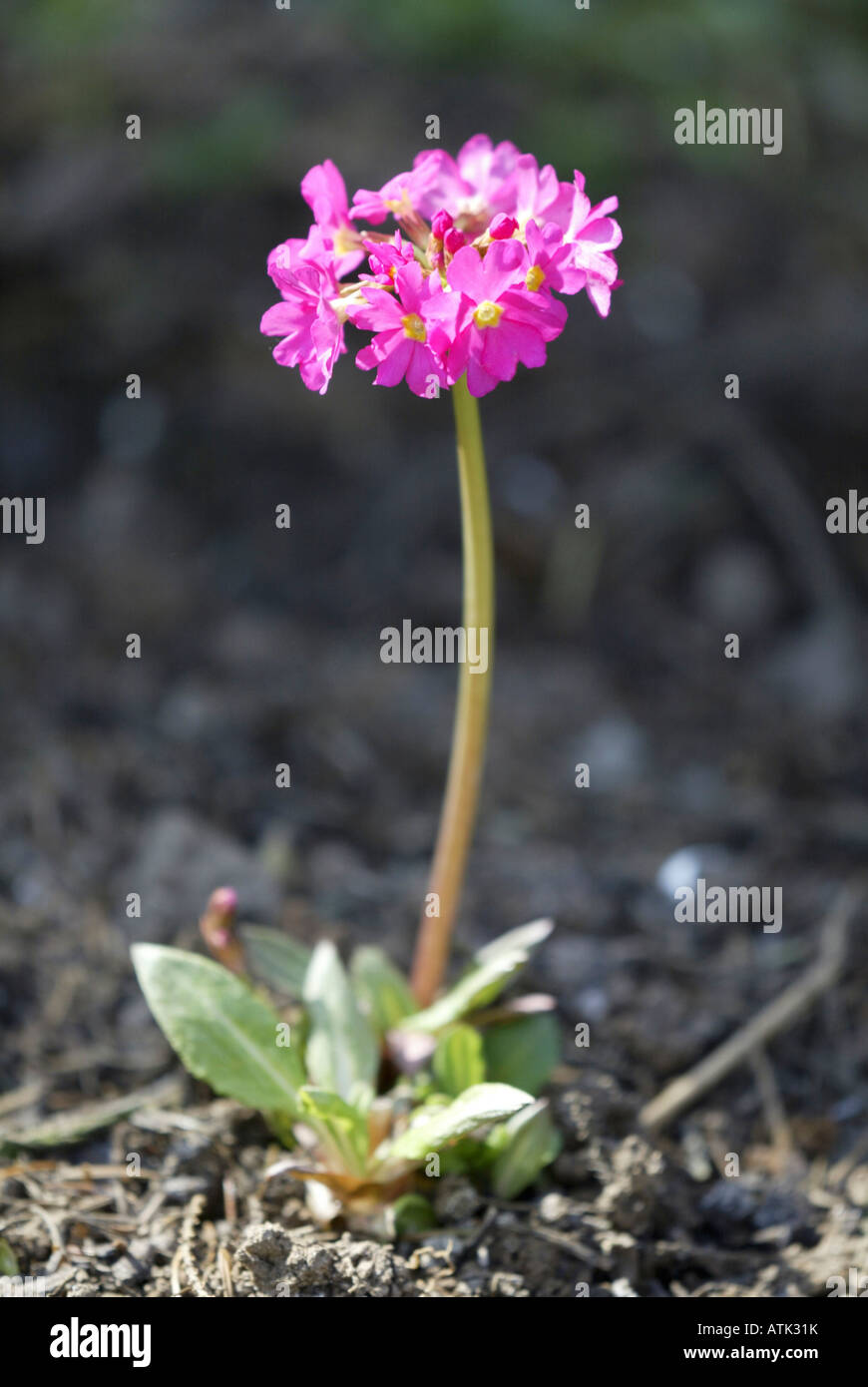 Primula rosea hi-res stock photography and images - Alamy
