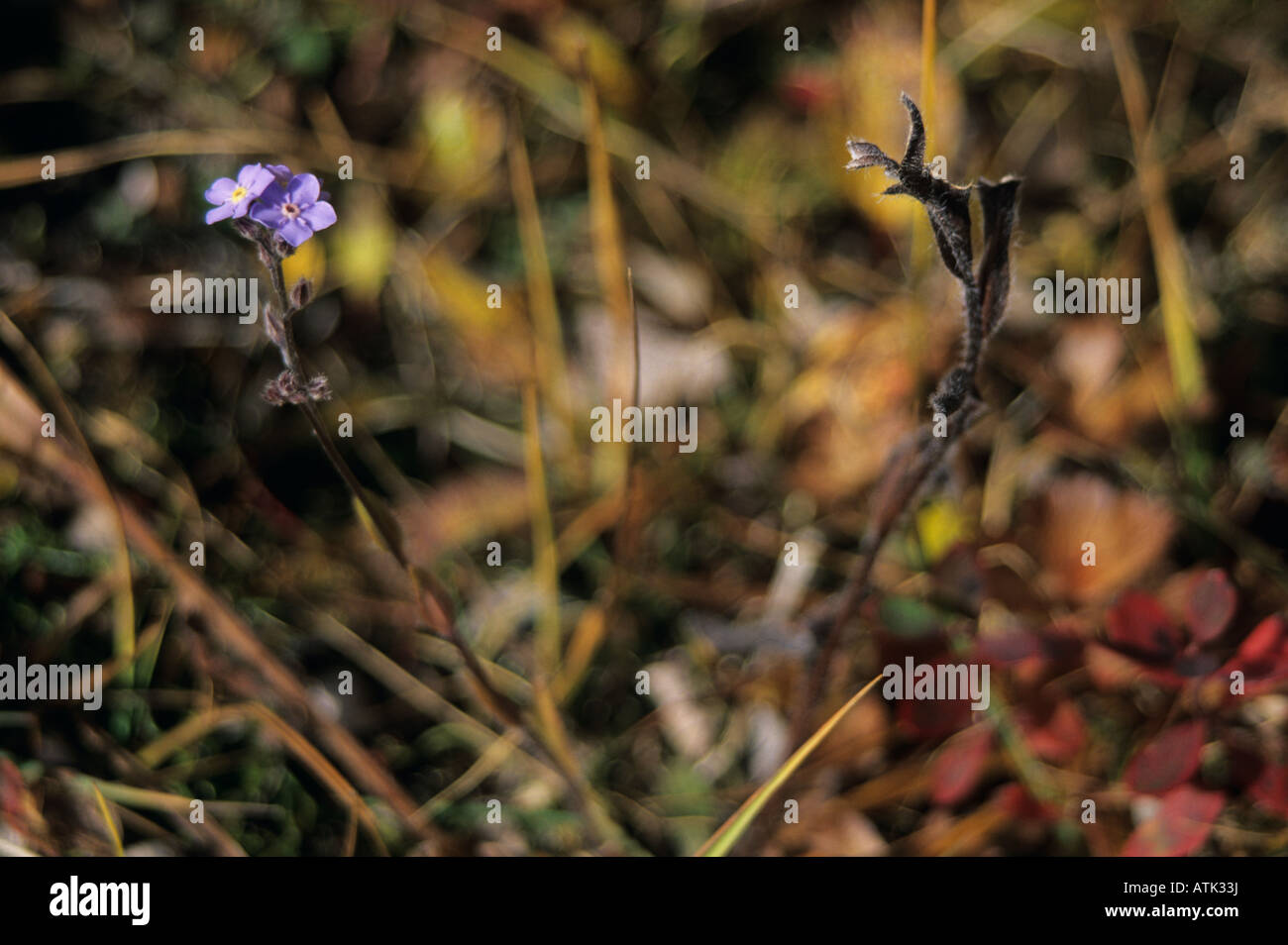 Alaska forget me not hi-res stock photography and images - Alamy
