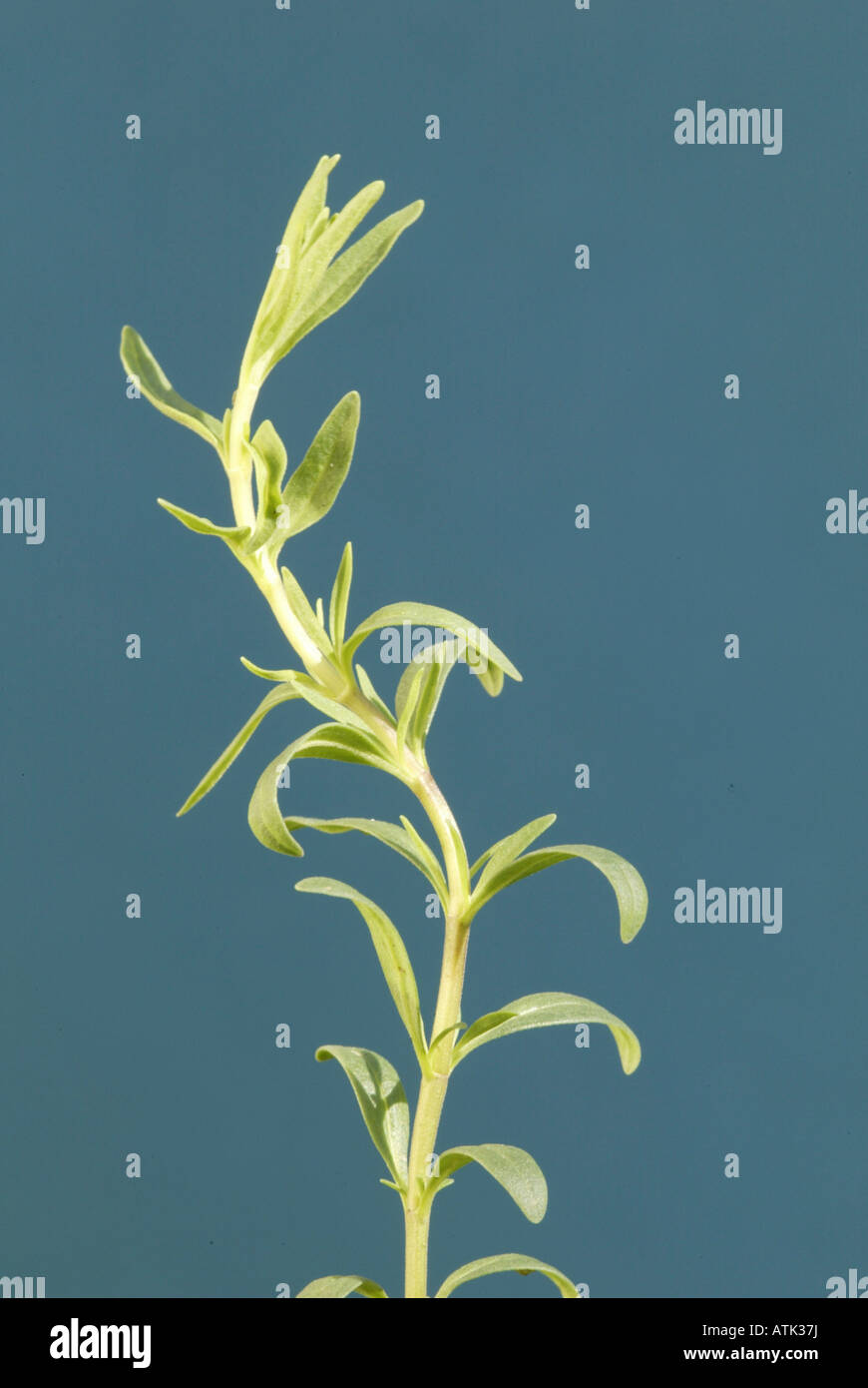 Hyssop leaves hyssopus officinalis hi-res stock photography and images ...