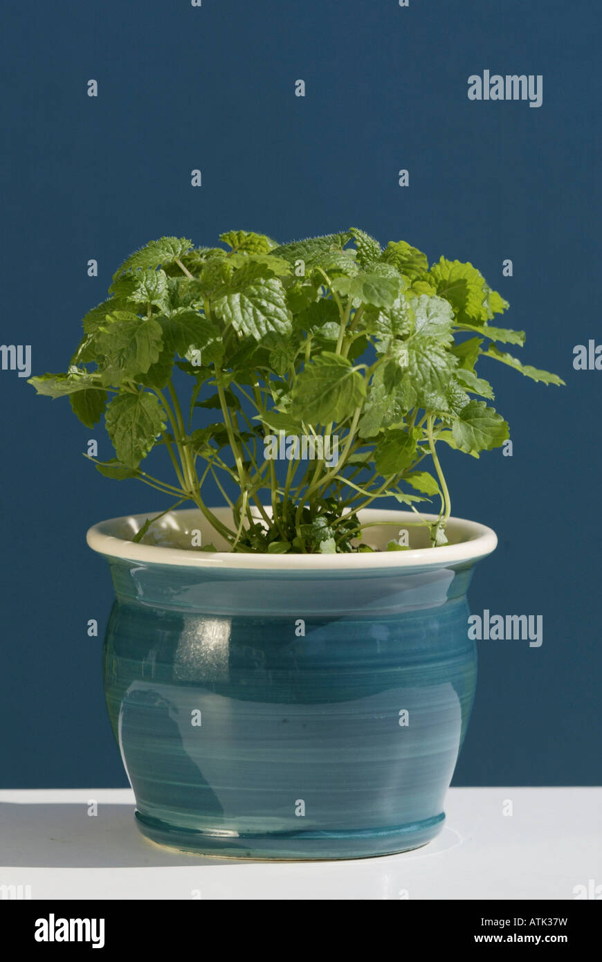 Lemon Balm / Sweet Balm Stock Photo - Alamy