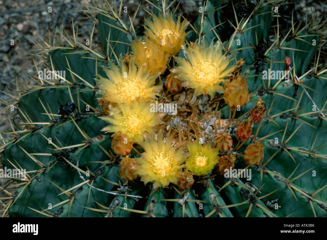 Blue Barrel Cactus Stock Photos & Blue Barrel Cactus Stock Images - Alamy