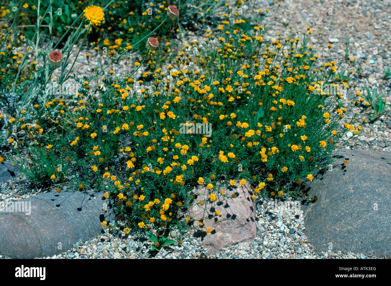 Dogweed hi-res stock photography and images - Alamy