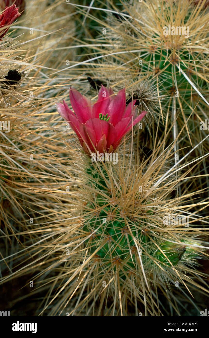 Golden hedgehog cactus hi-res stock photography and images - Alamy