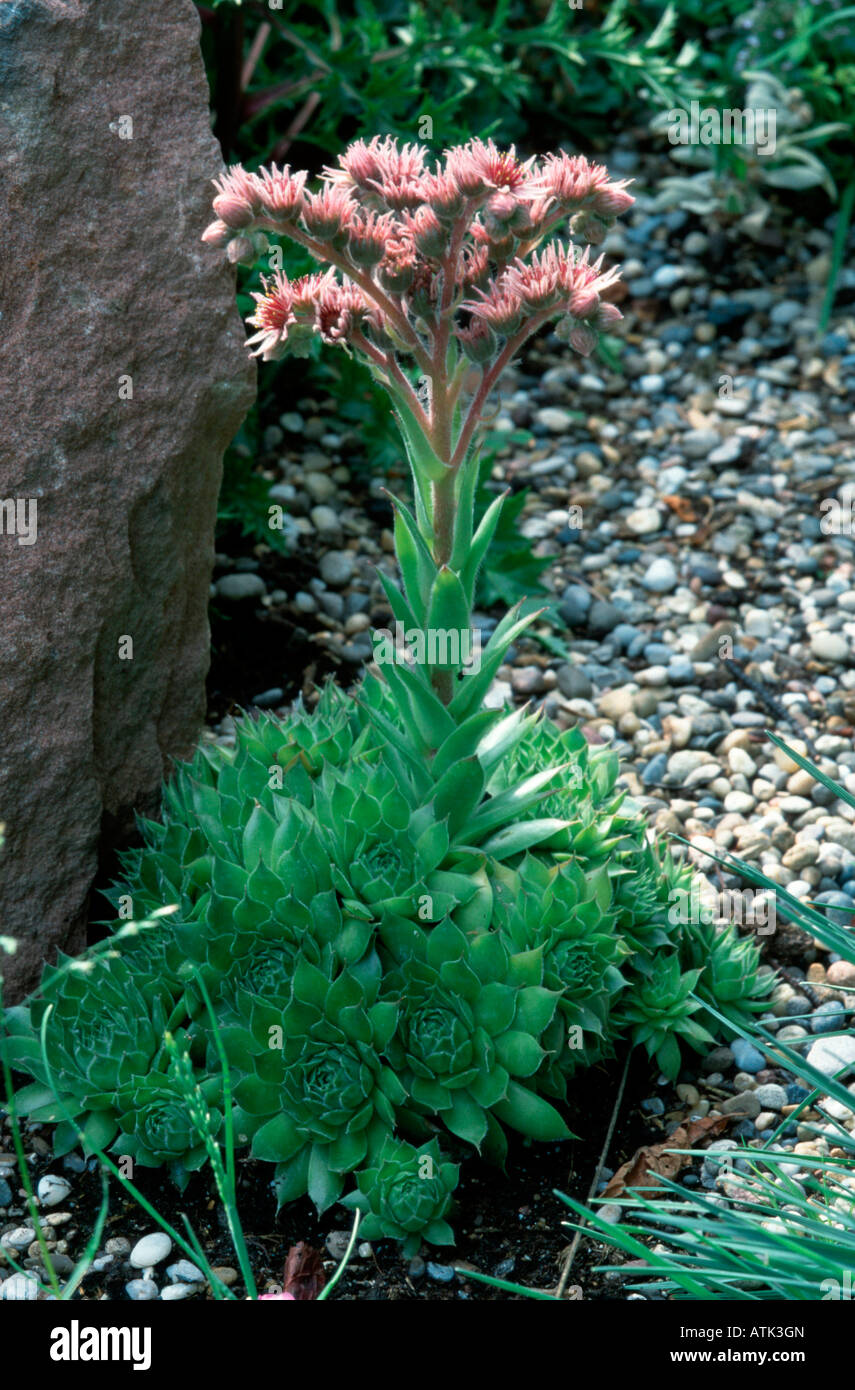 Houseleek hybrid hi-res stock photography and images - Alamy