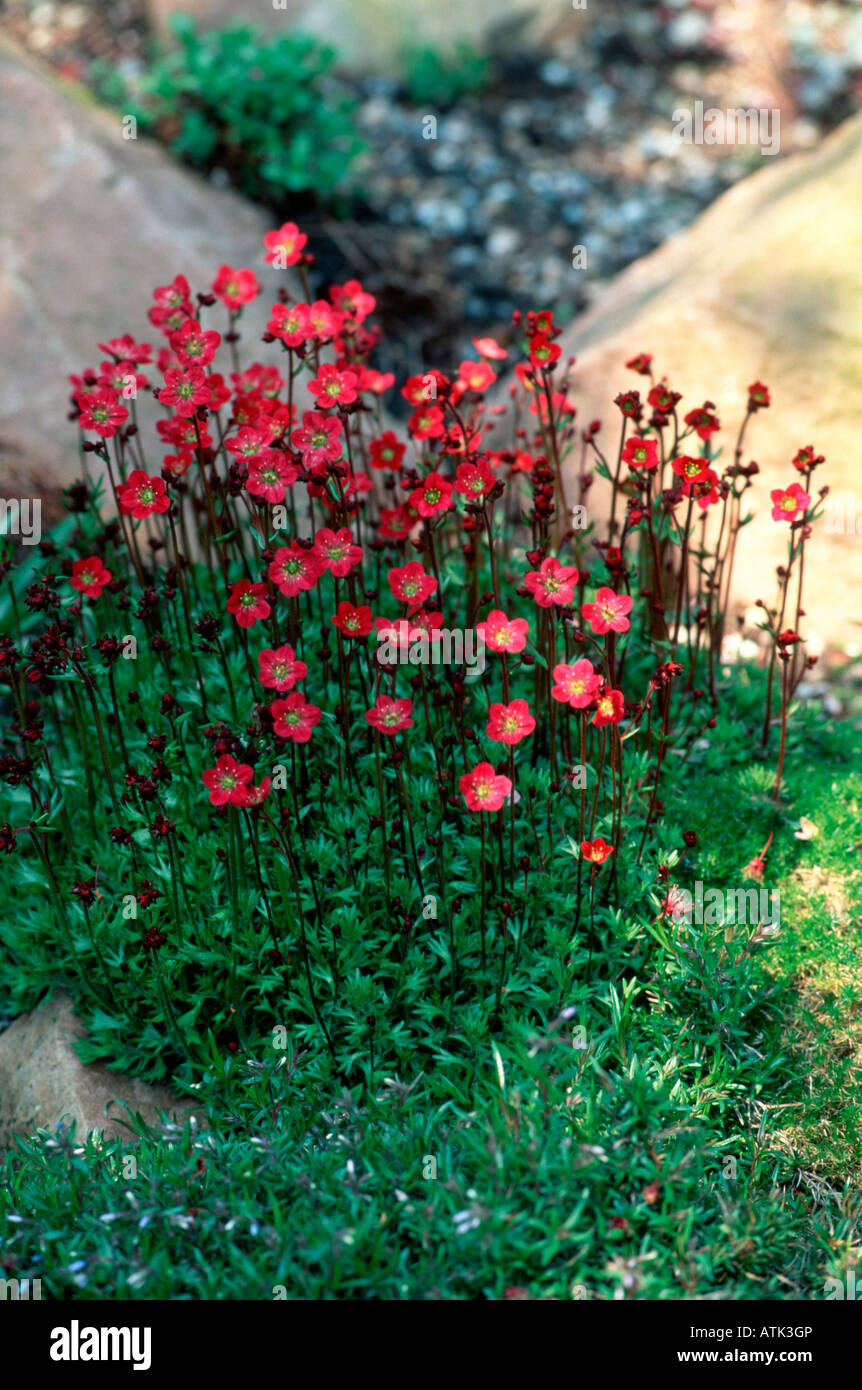 Maiden pink flowers hi-res stock photography and images - Alamy