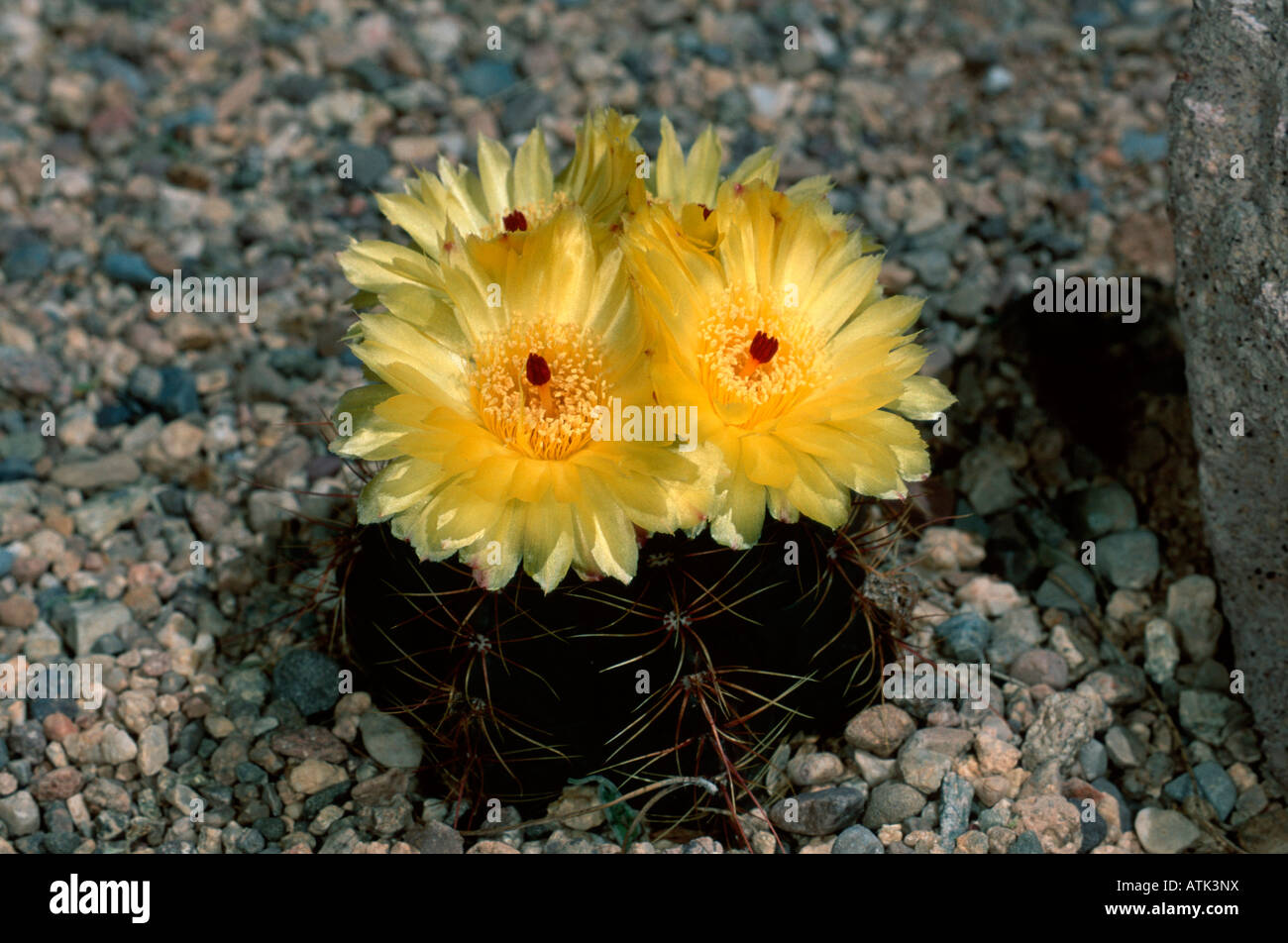 Notocactus ottonis hi-res stock photography and images - Alamy