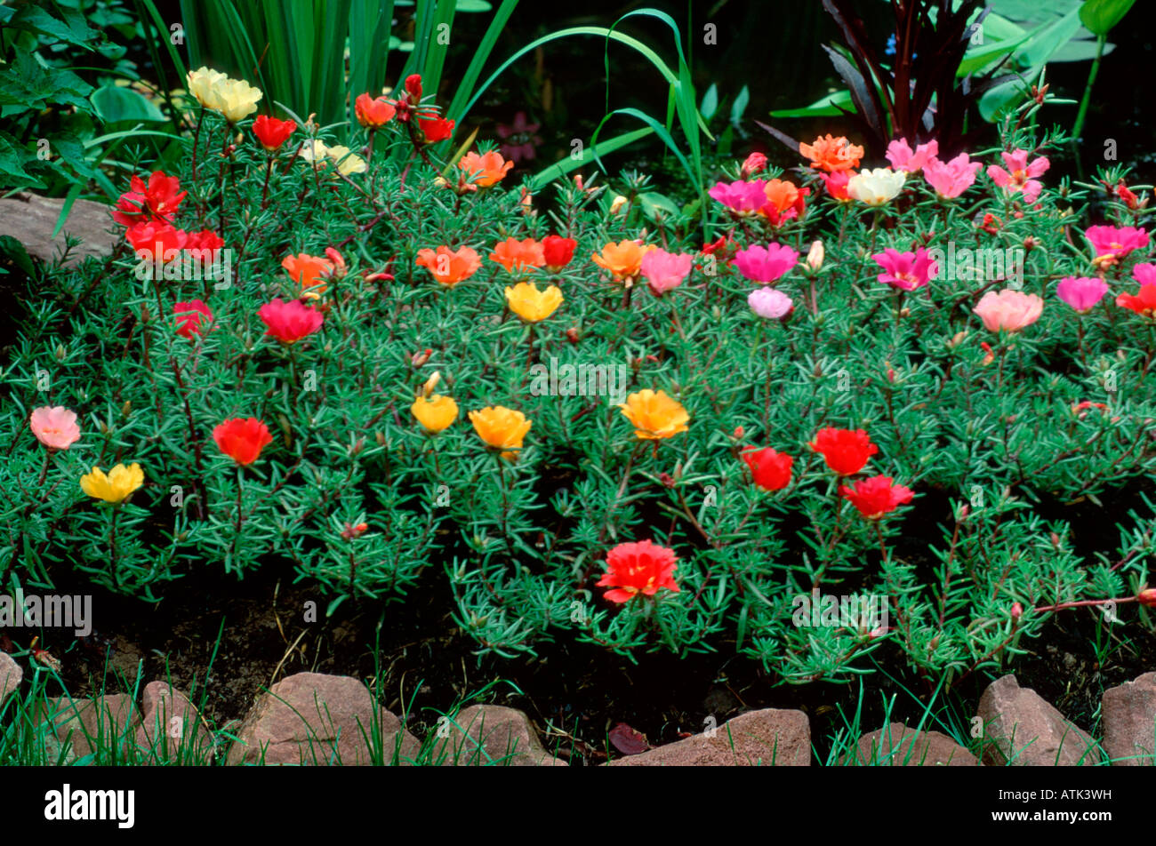 Flowering moss roses portulaca hi-res stock photography and images - Alamy
