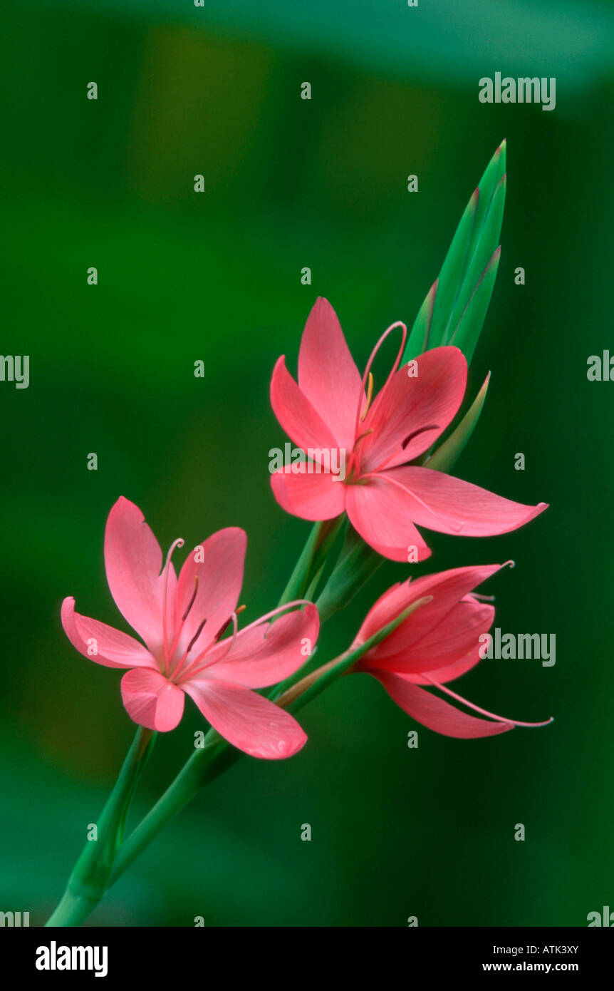 Flag lily hi-res stock photography and images - Alamy