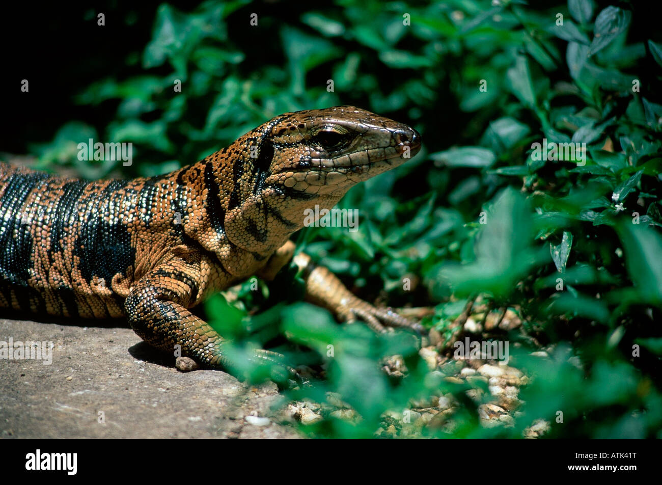 Common tegu hi-res stock photography and images - Alamy