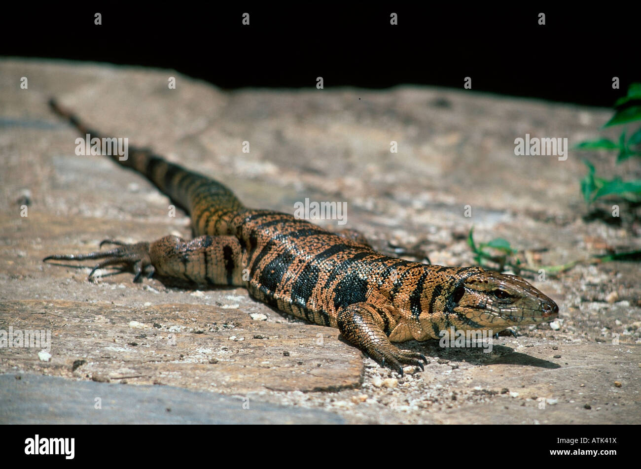 Common tegu hi-res stock photography and images - Alamy