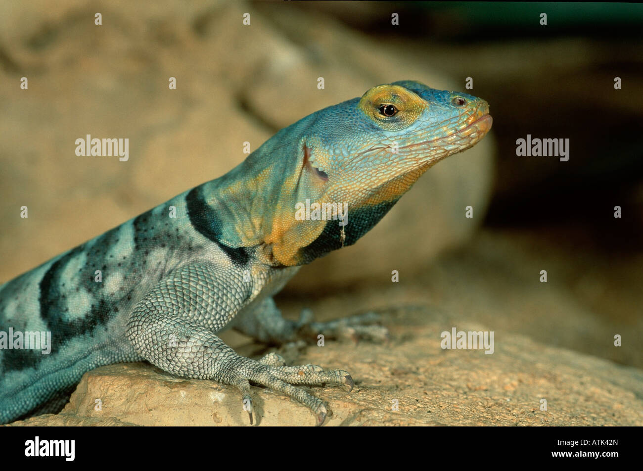 Baja Blue Rock Lizard Stock Photo - Alamy