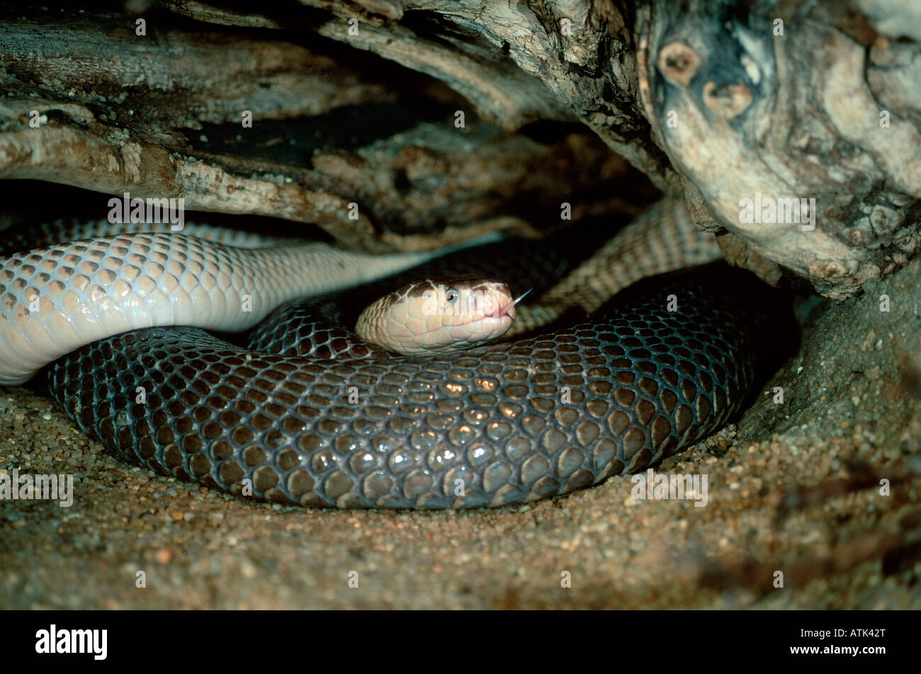 Common cobra hi-res stock photography and images - Alamy