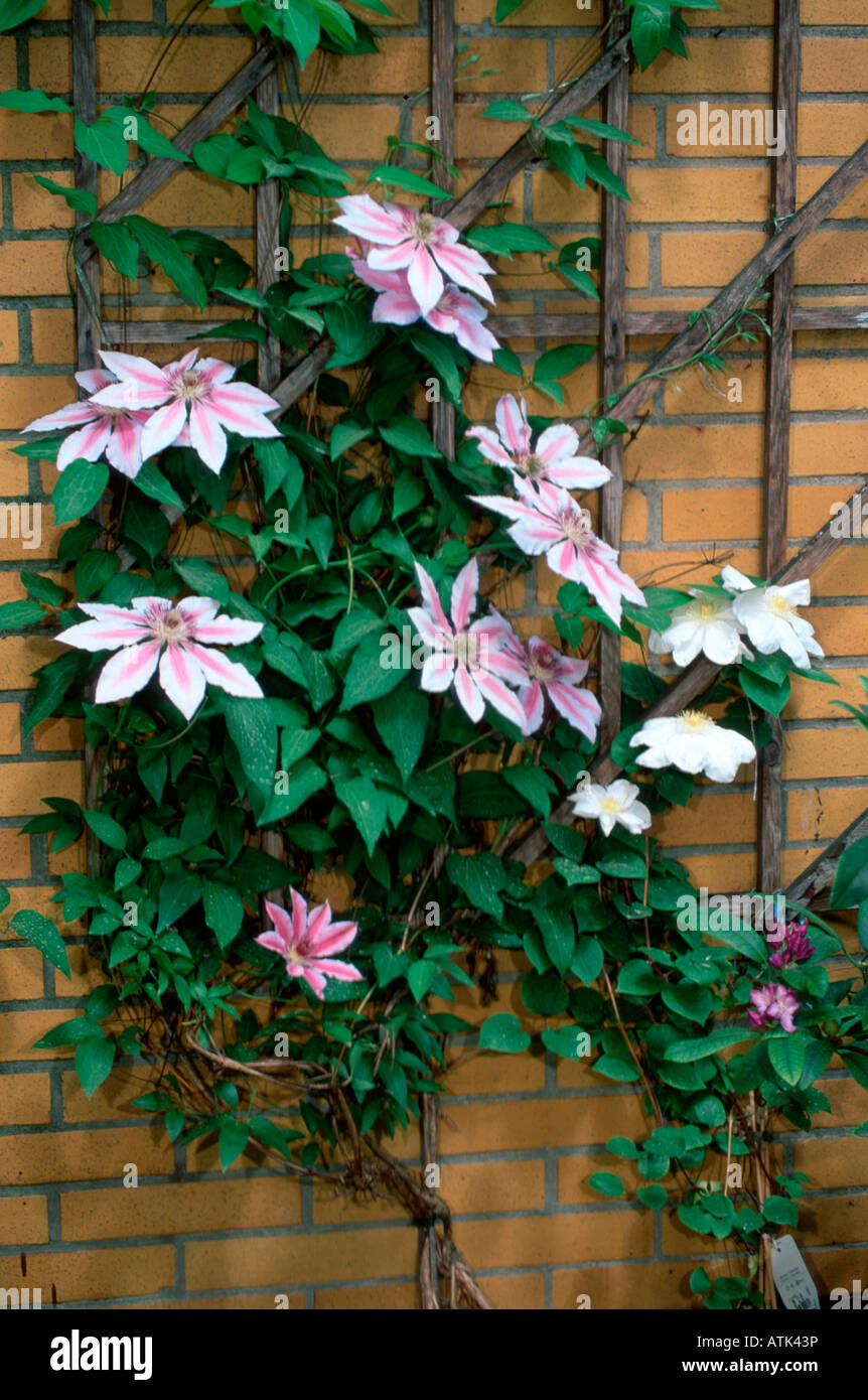 Pink clematis blooming in hi-res stock photography and images - Alamy